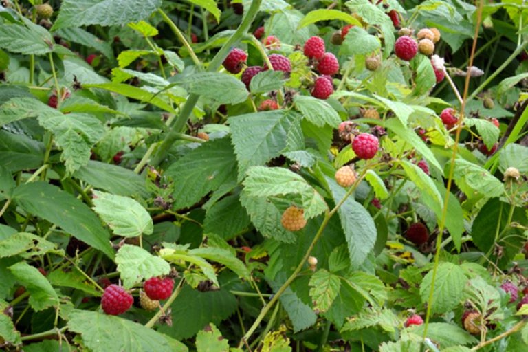 Pick Your Own Raspberries | The Rowley Estates