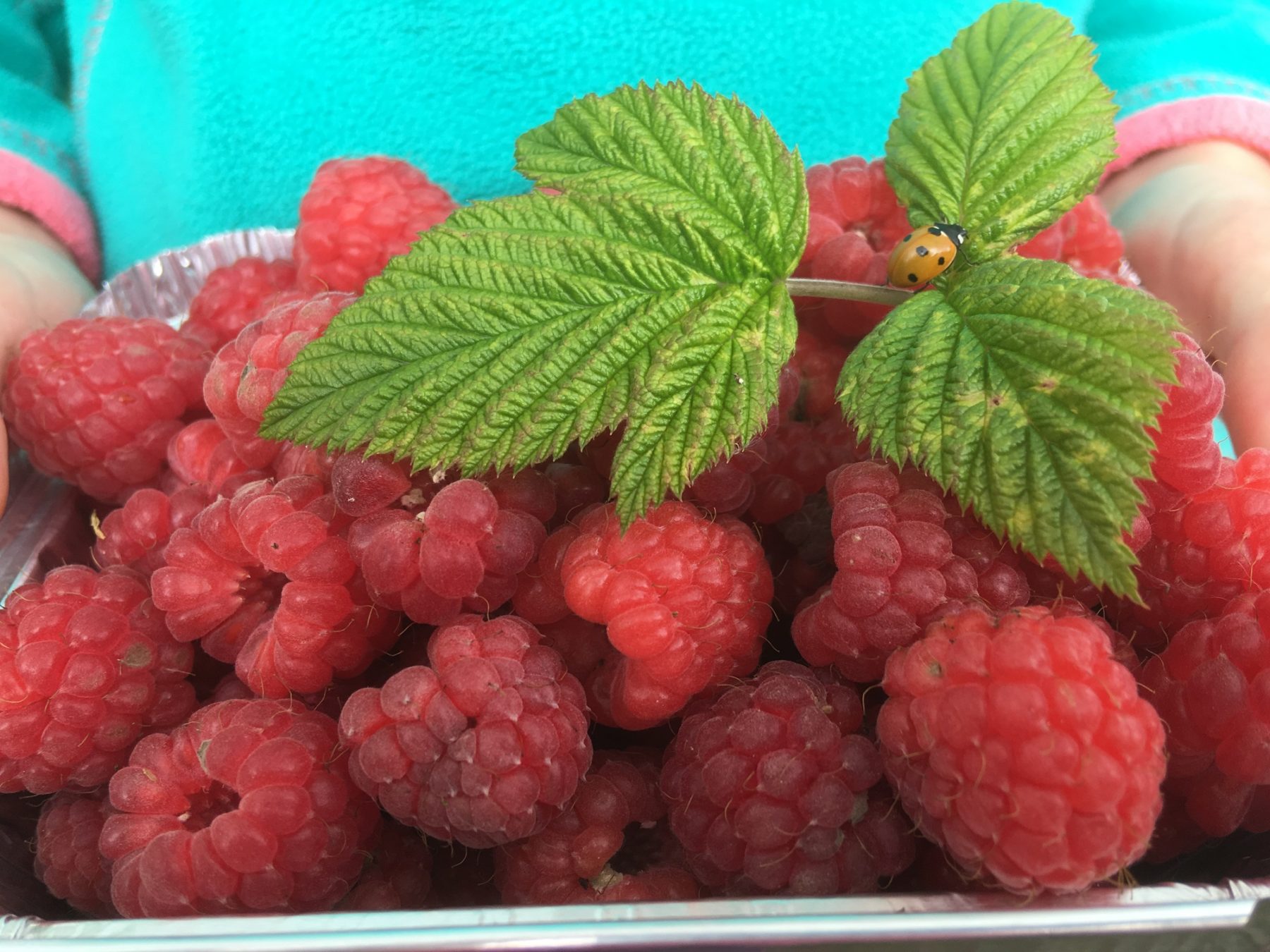 Pick Your Own Raspberries | The Rowley Estates
