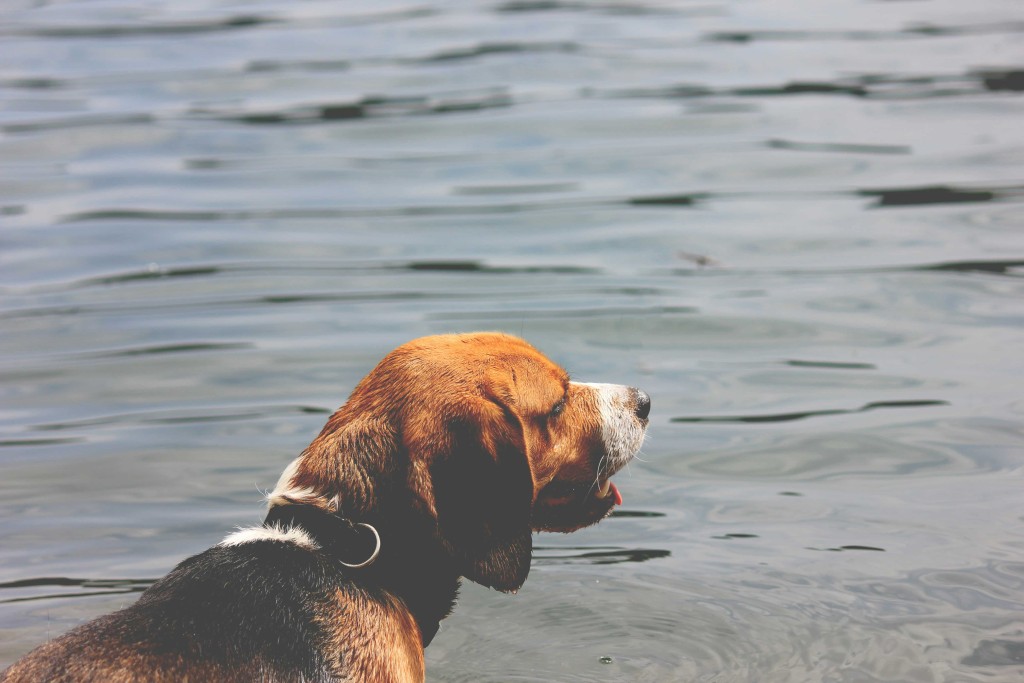 Lake District Dog-Friendly Cottages | The Rowley Estates